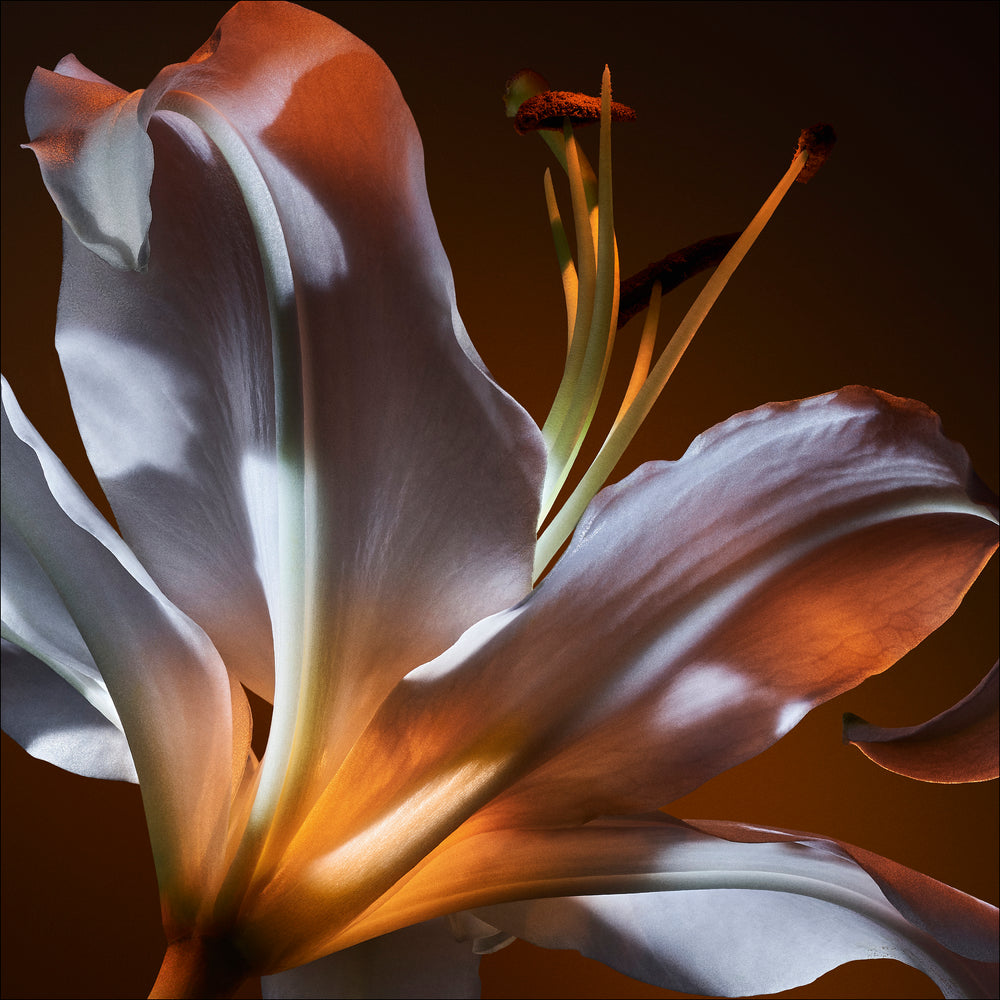 Yves Saint Laurent Libre Flowers & Flames Eau De Parfum - Felix Online